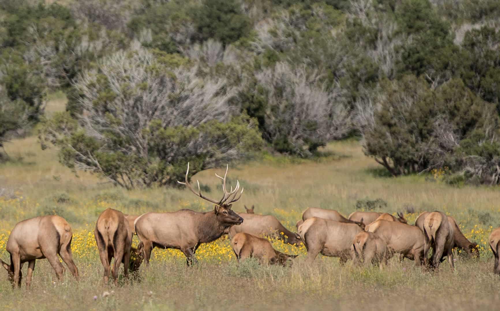 How to Find Elk: Reading Between Their Movements – Grizzly Coolers
