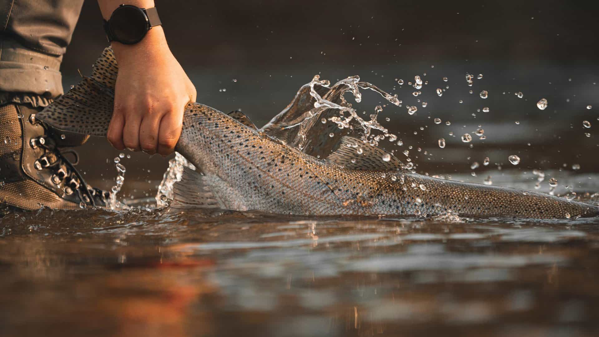 Steelhead Wallpaper 1920x1080